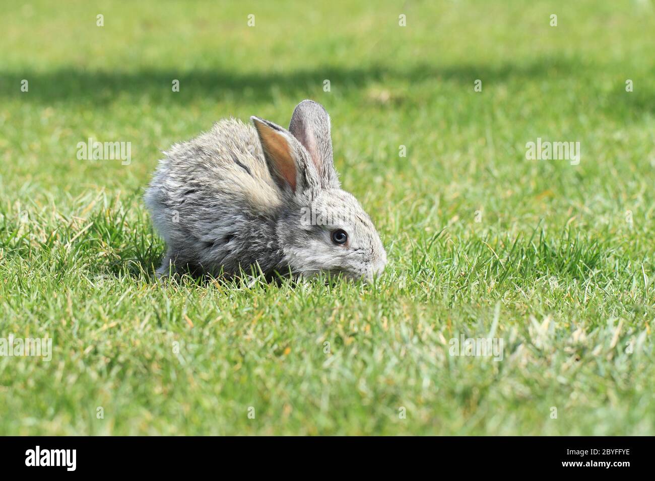 Rabbit (lagomorphs) hi-res stock photography and images - Alamy