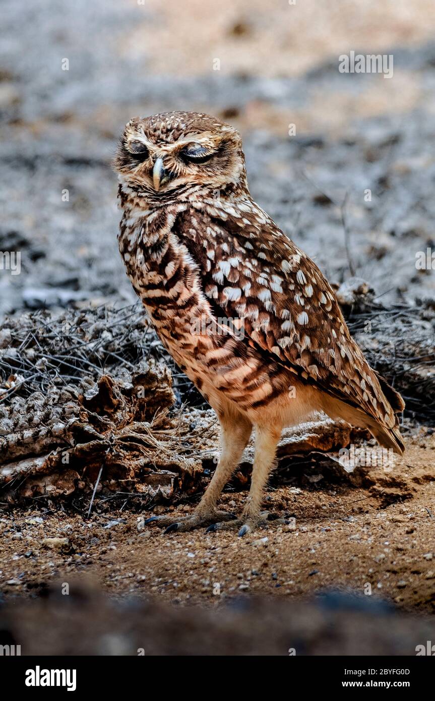 Small eagle bird of prey in the Atacama desert, northern Chile Stock ...