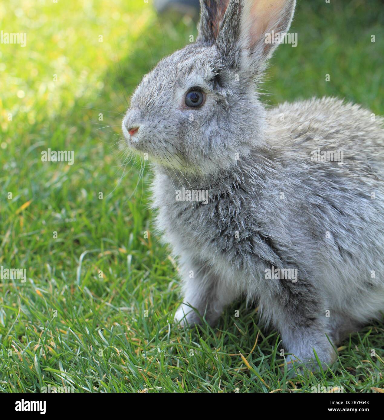 Rabbit eye close up hi-res stock photography and images - Alamy
