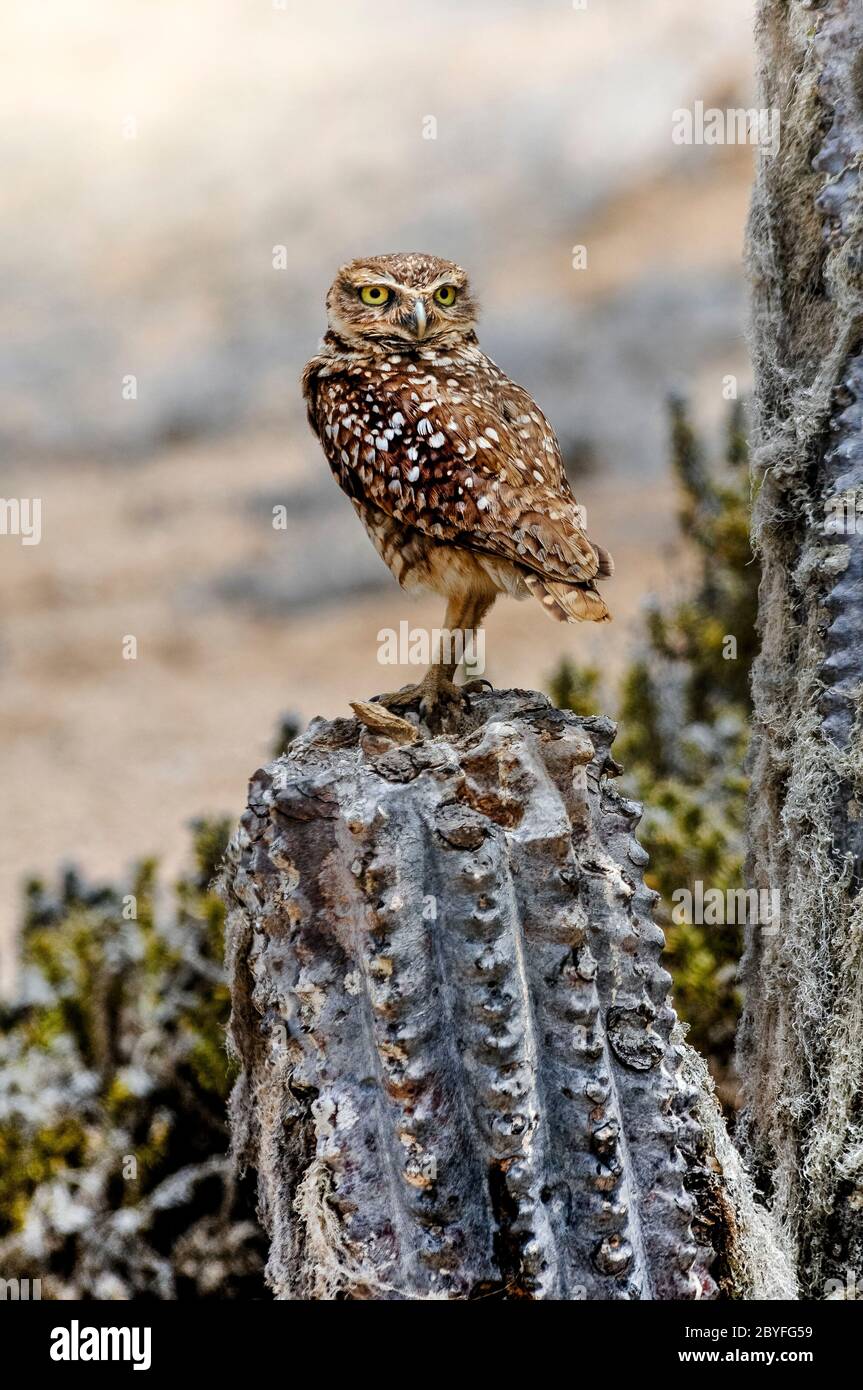 Small eagle bird of prey in the Atacama desert, northern Chile Stock ...