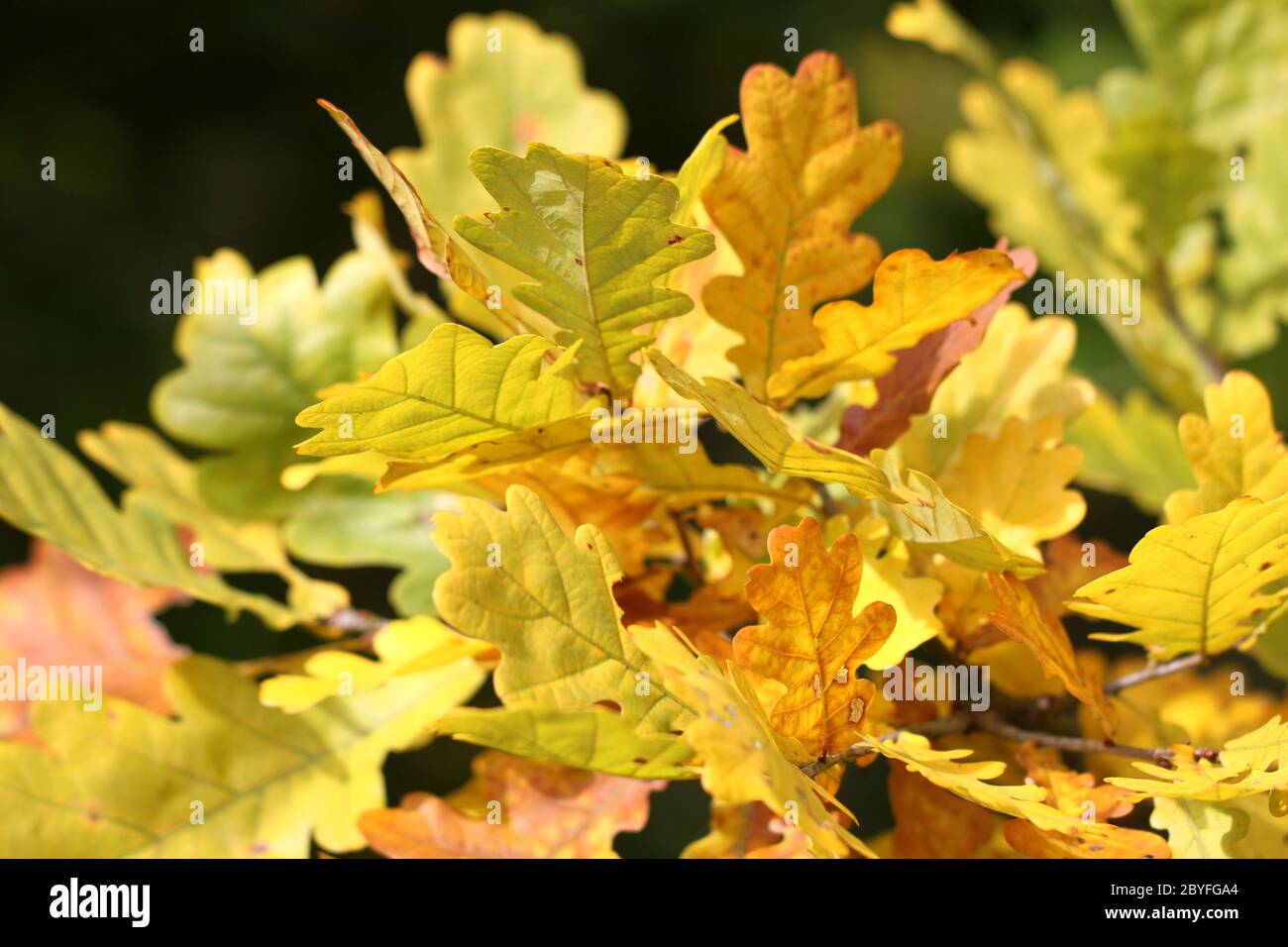 Beautiful yellow oak leaves in hi-res stock photography and images - Alamy