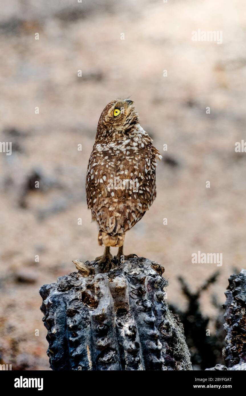 Small eagle bird of prey in the Atacama desert, northern Chile Stock ...