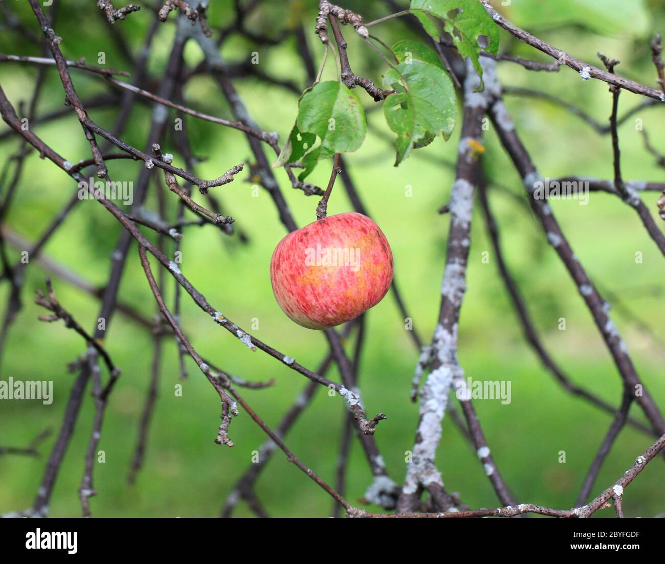 Hanging apple hi-res stock photography and images - Alamy