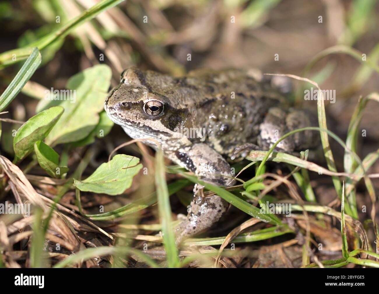 Toad walk hi-res stock photography and images - Alamy