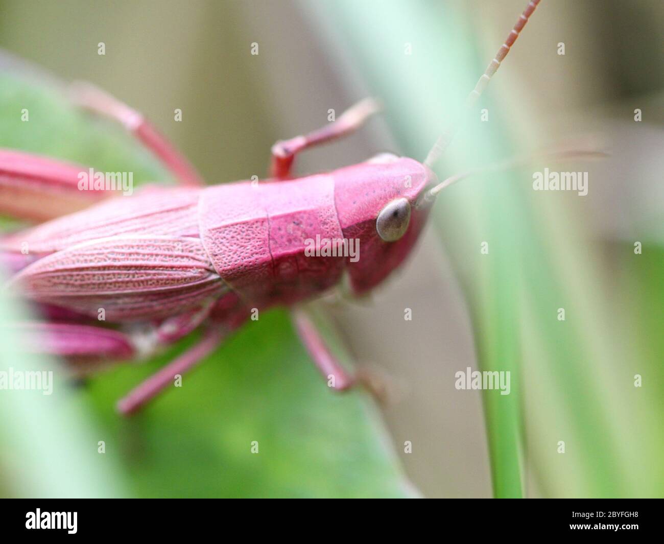 Pink grasshopper in the grass Stock Photo - Alamy
