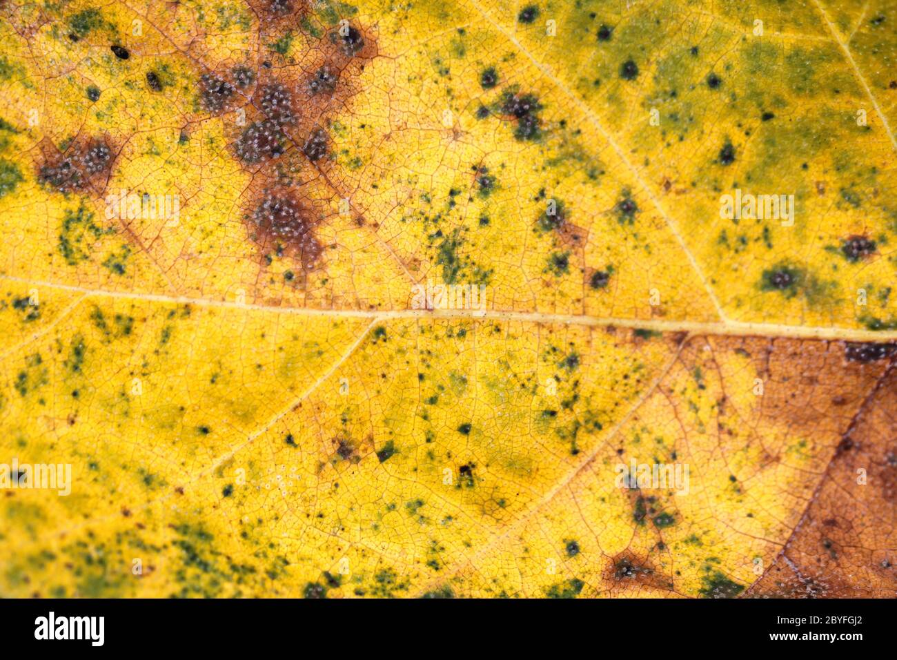 Texture of the yellow sheet Stock Photo - Alamy