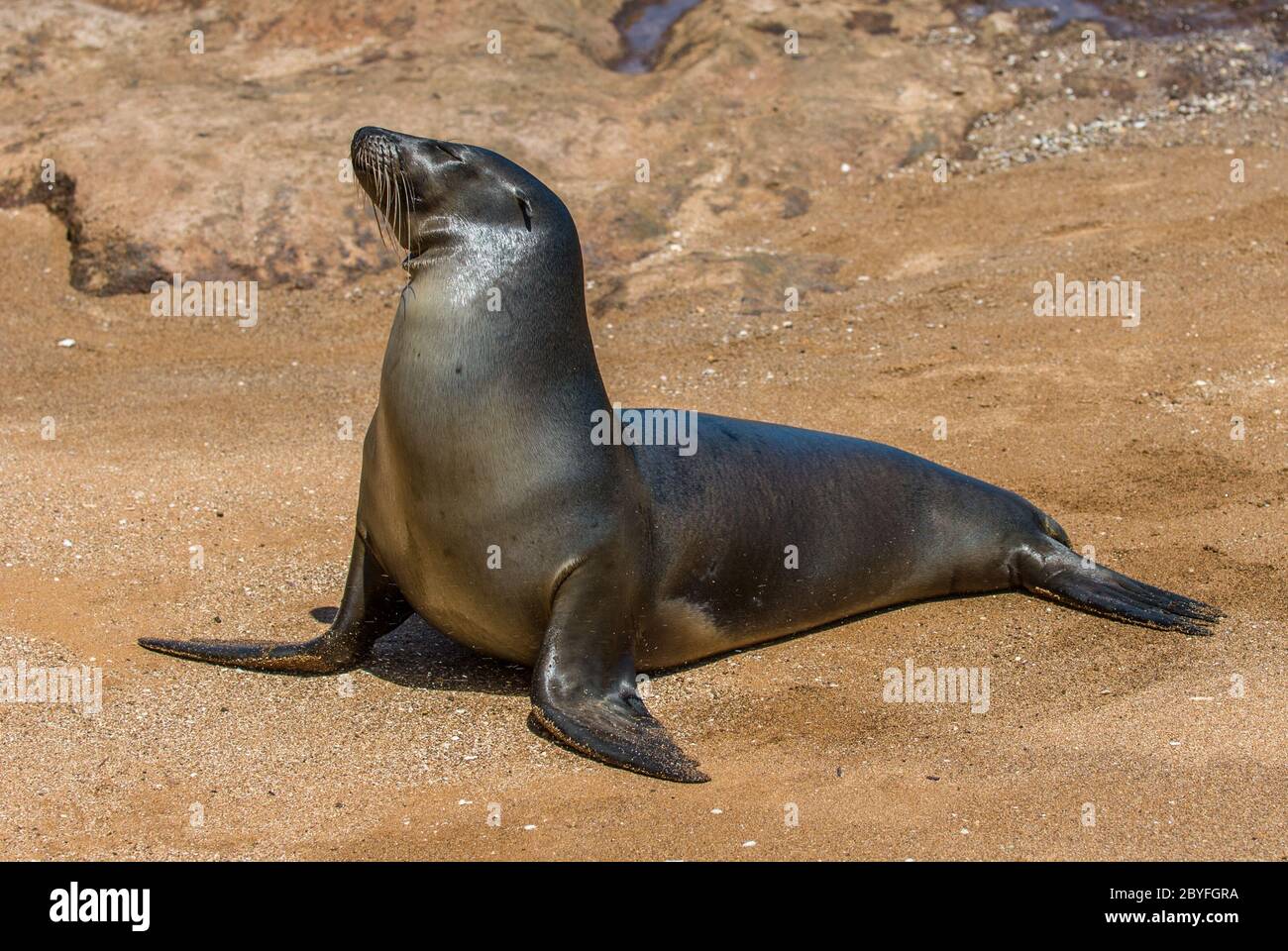 Galapagos sea water lion hi-res stock photography and images - Alamy