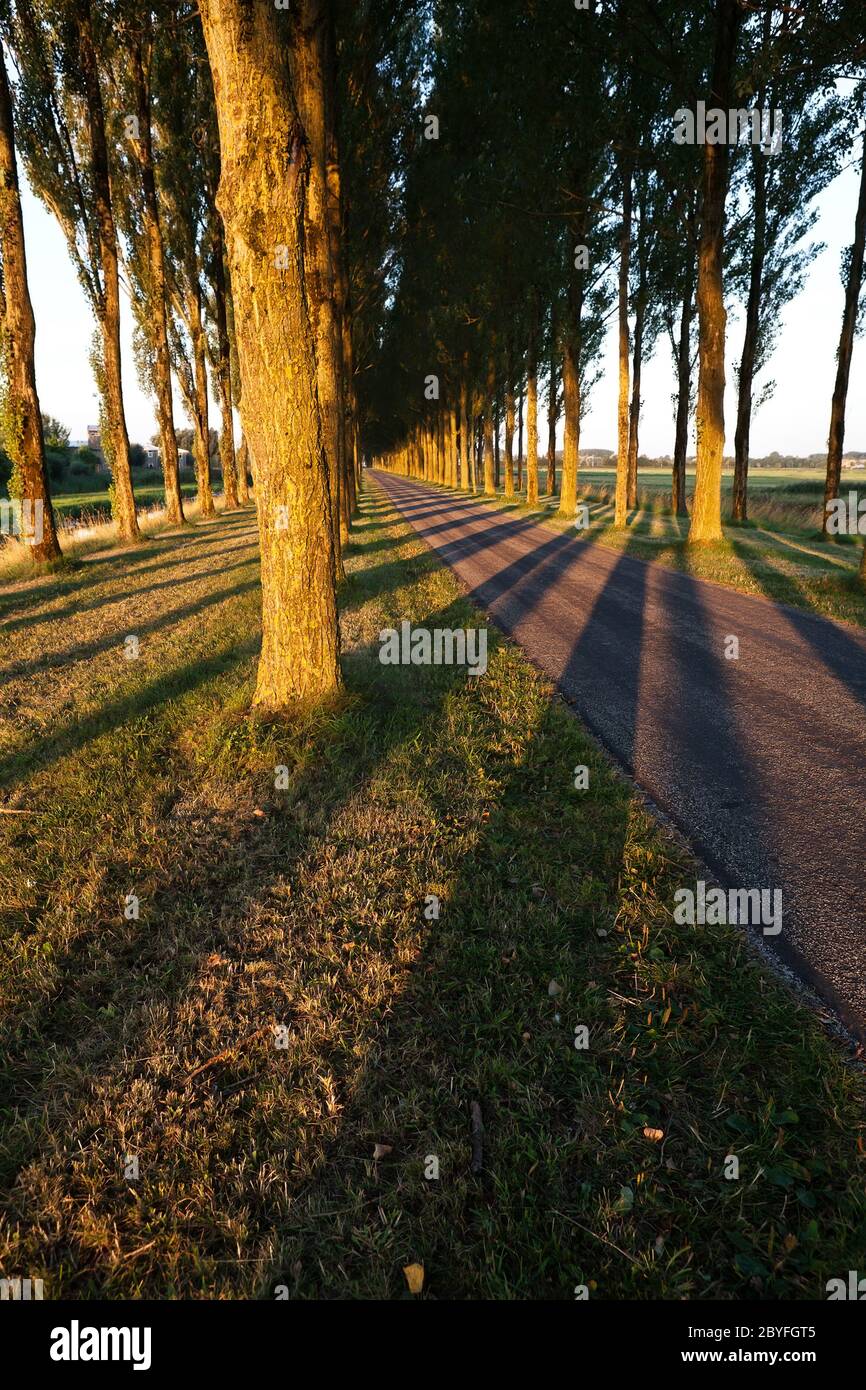 Tree shadows on road hi-res stock photography and images - Alamy
