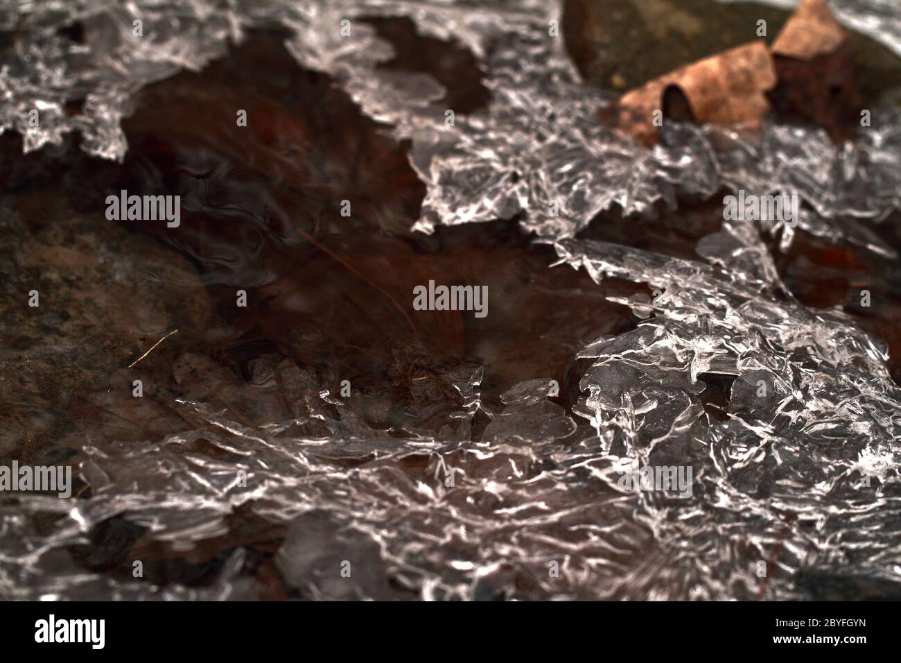 Leaves frozen in ice Stock Photo - Alamy