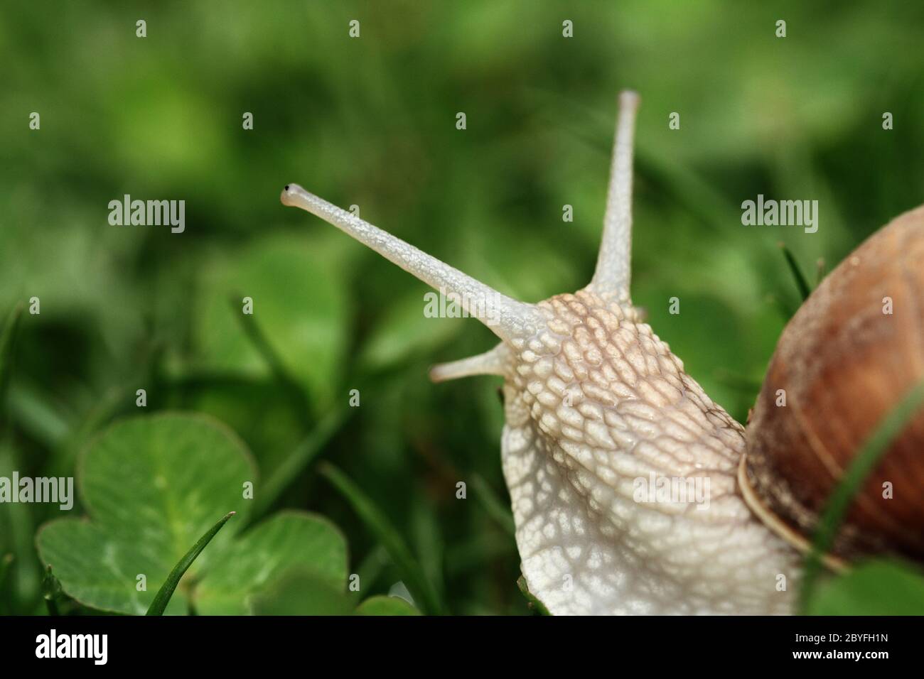 Creeper snail hi-res stock photography and images - Alamy