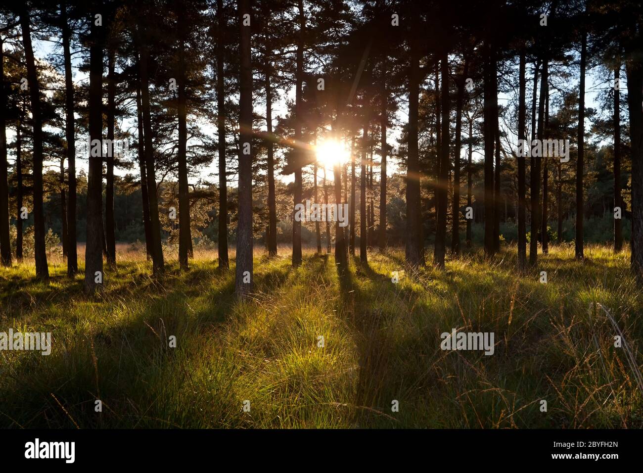 Sunbeams through trees hi-res stock photography and images - Alamy