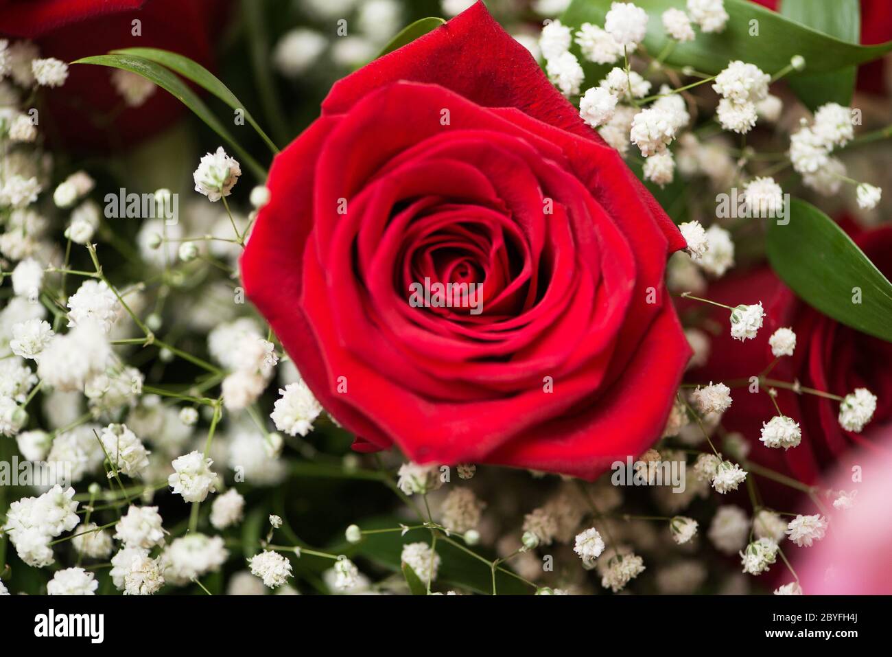 Nice roses in celebration concept Stock Photo - Alamy