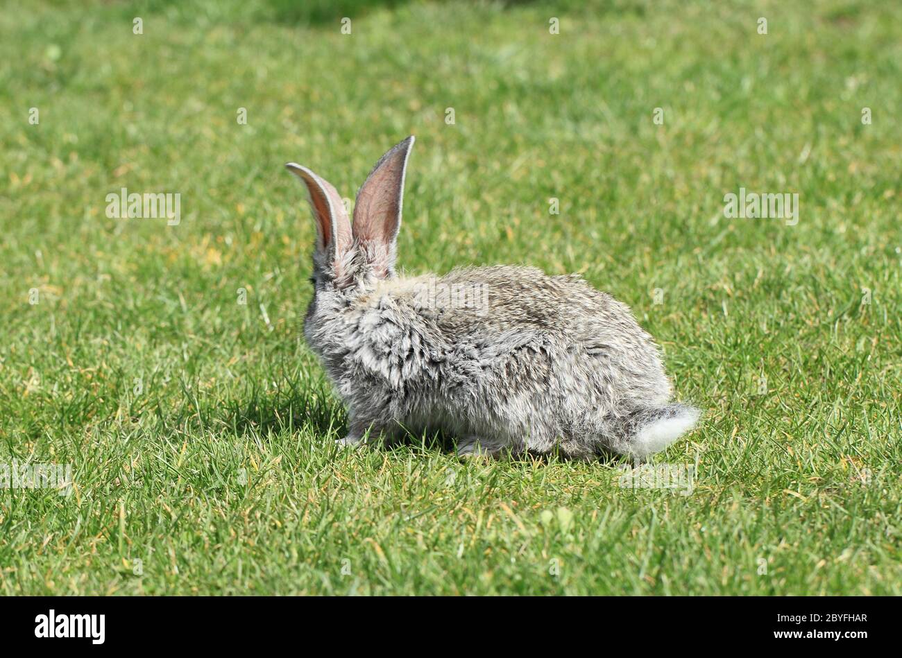 Rabbit (lagomorphs) hi-res stock photography and images - Alamy