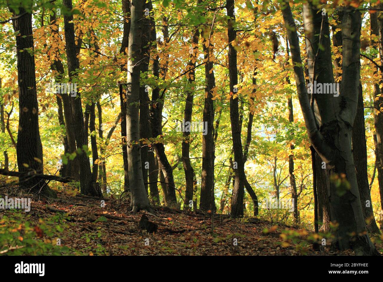 Image of trees in sunlight hi-res stock photography and images - Alamy