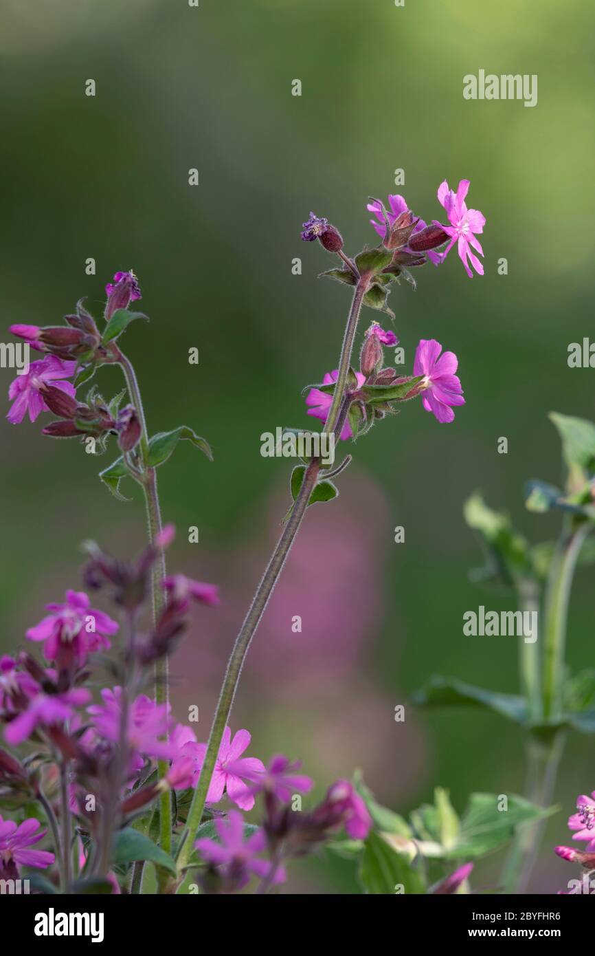 The Wildflower Red Campion (Silene Dioica) Against a Green Background ...