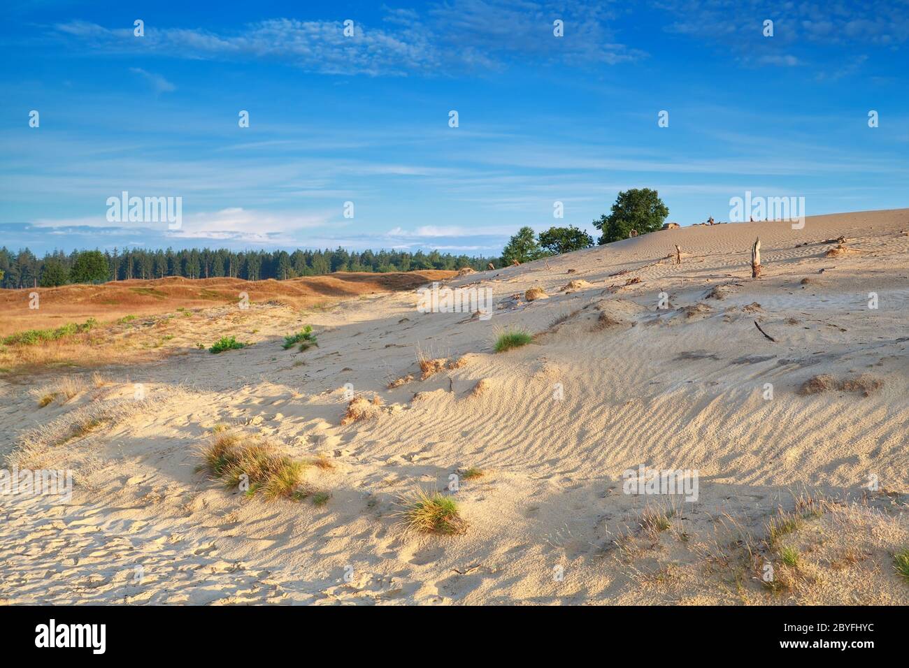gold morning sunlight over sand dunes Stock Photo - Alamy