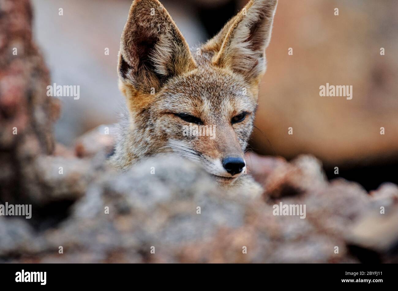 Desert fox chile hi-res stock photography and images - Alamy