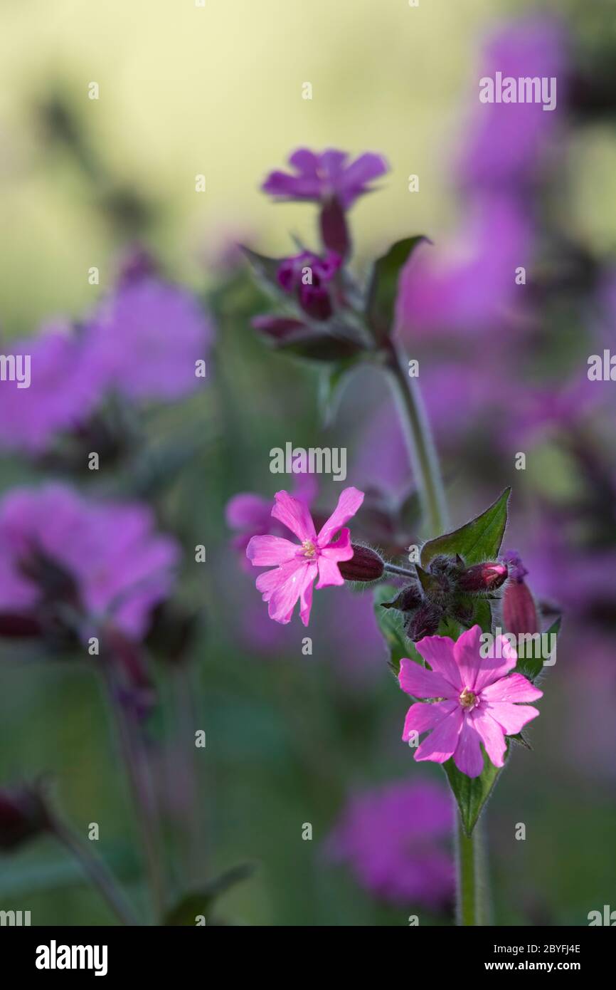 Flowers of the Plant Red Campion (Silene Dioica Stock Photo - Alamy