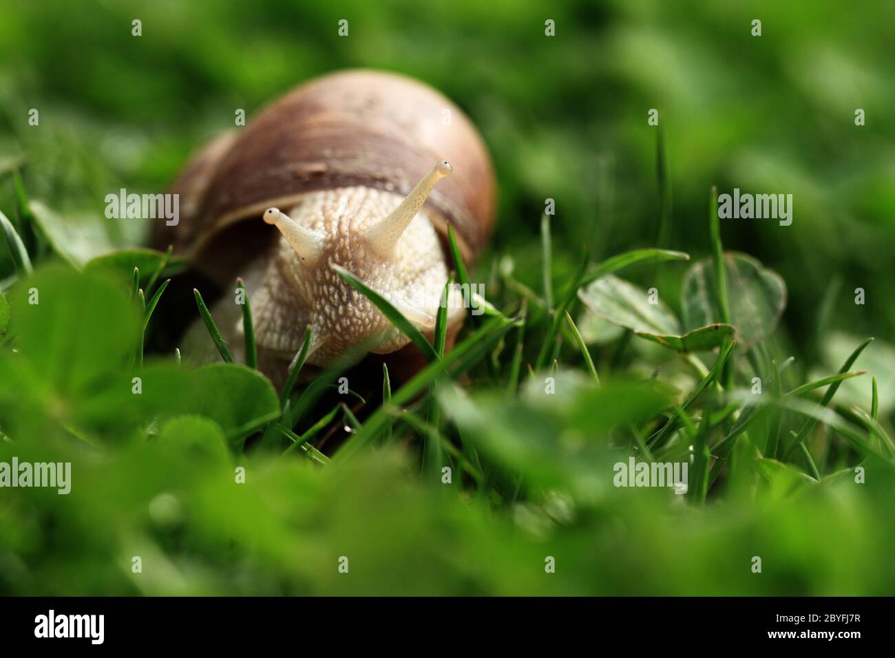 Crawler snail. Creeper snail after rain on the grass. Helix pomatia ...