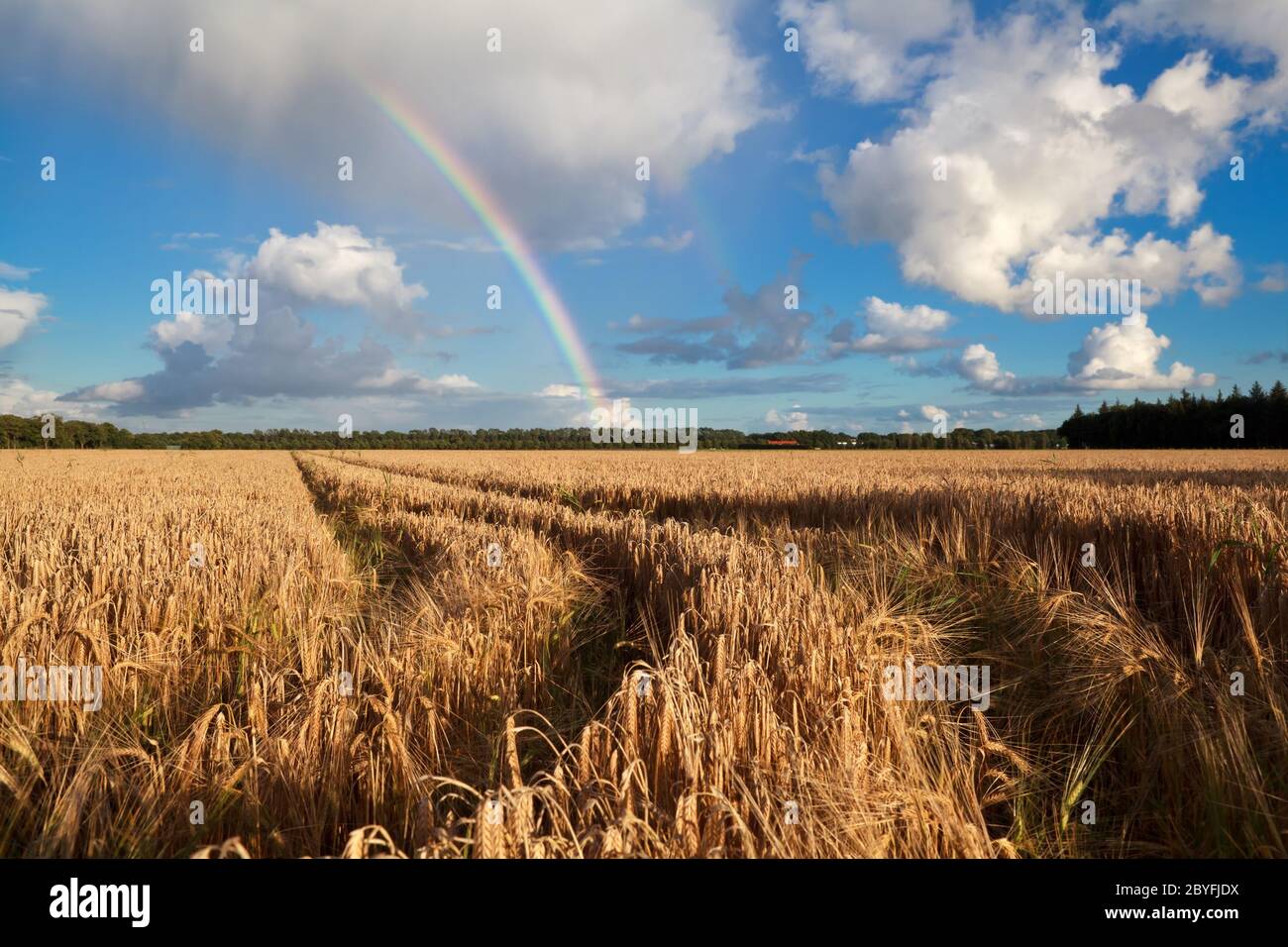 Wheat rain hi-res stock photography and images - Alamy