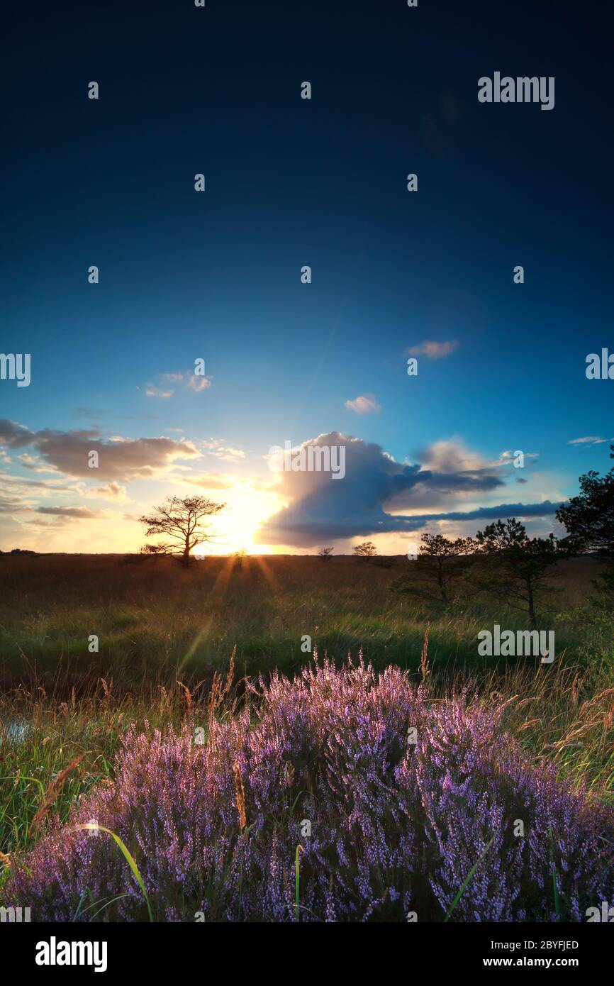 sunset sunbeams over flowering heather Stock Photo - Alamy