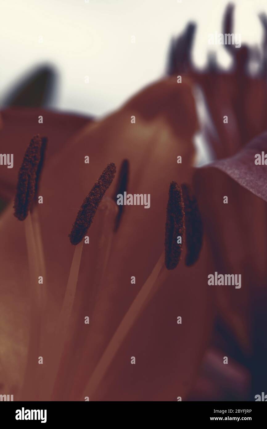 collection of pollen on a lily in a close-up Stock Photo - Alamy