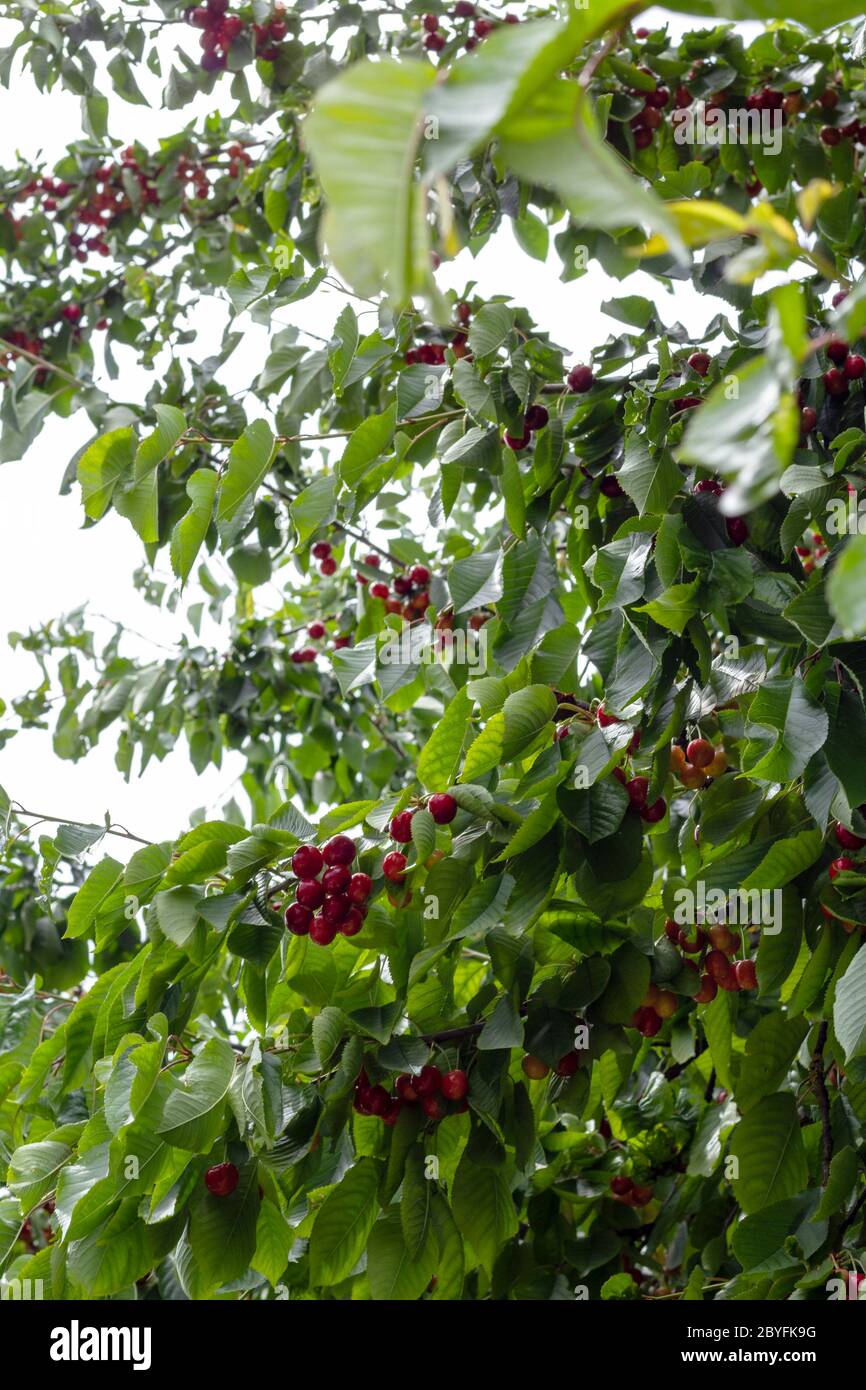 first red cherries in a magnificent old cherry tree Stock Photo - Alamy