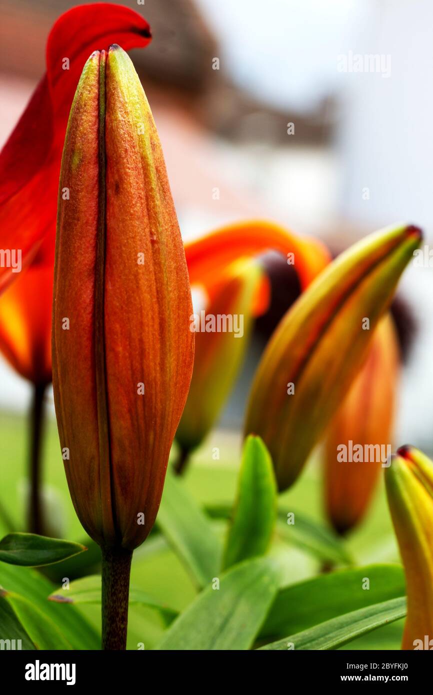 a still closed flower of the lily Stock Photo - Alamy