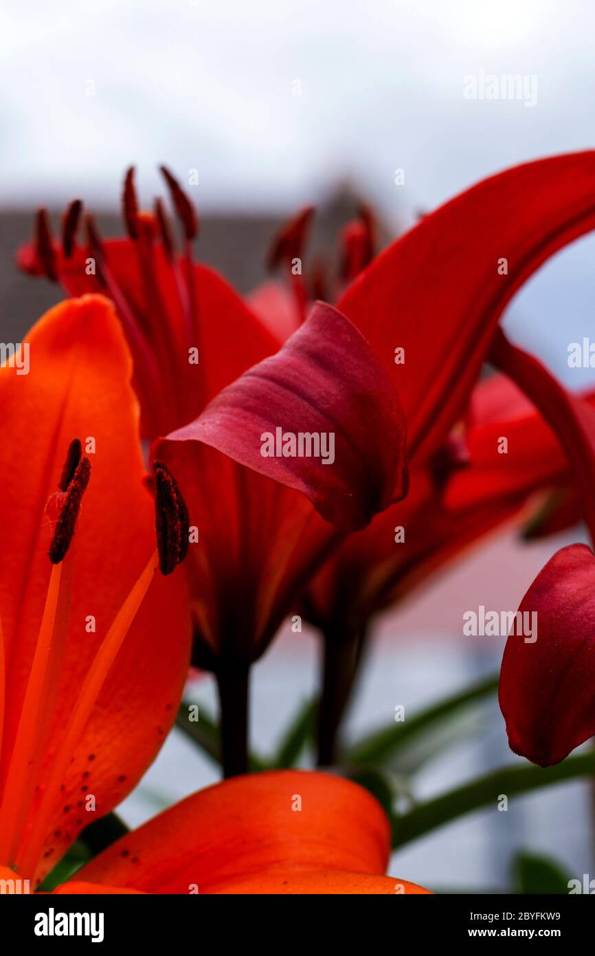 collection of pollen on a lily in a close-up Stock Photo - Alamy