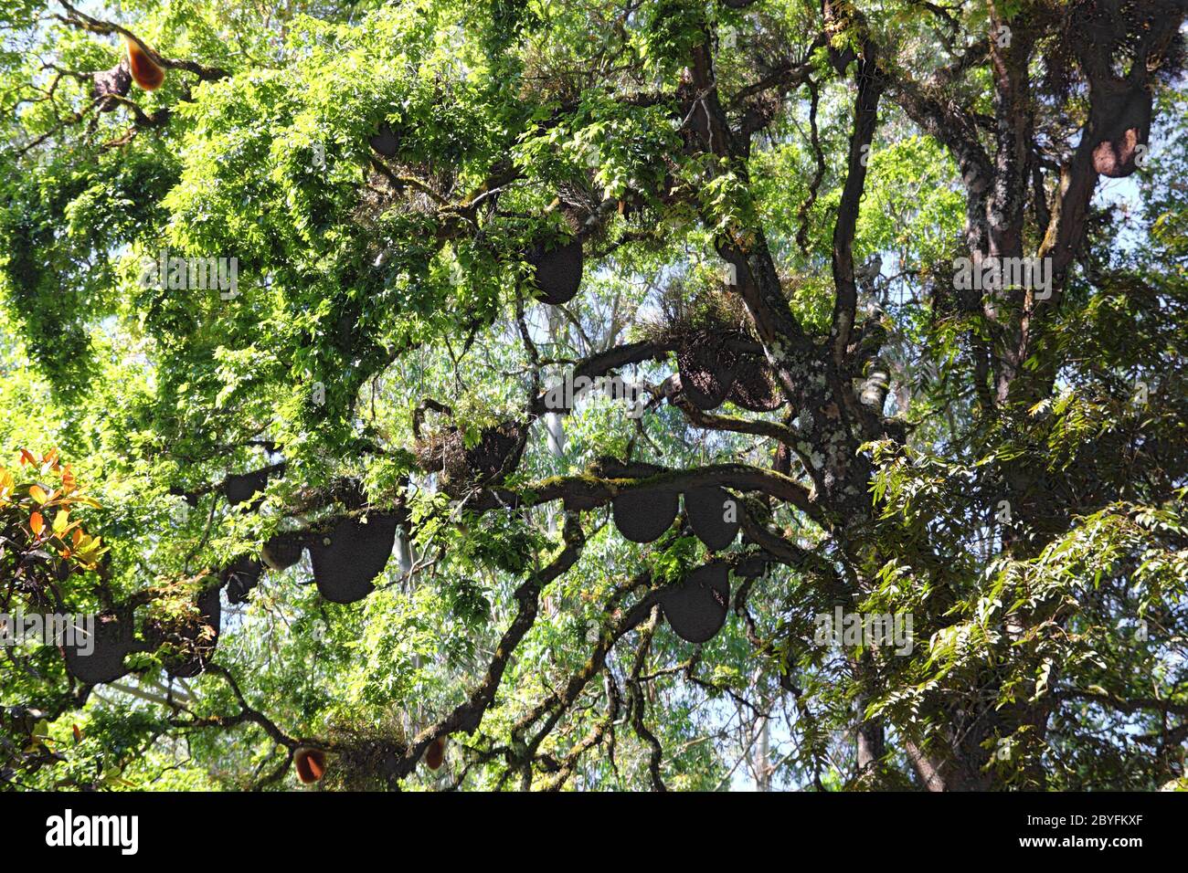 wild bees beehive on tree Stock Photo - Alamy