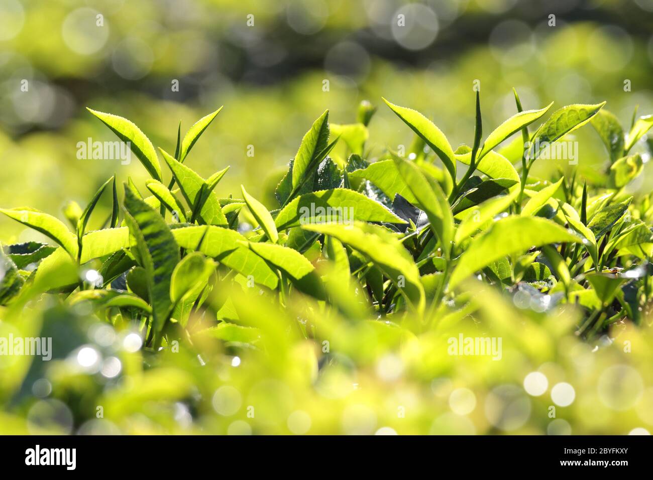 tea leaves closeup Stock Photo - Alamy
