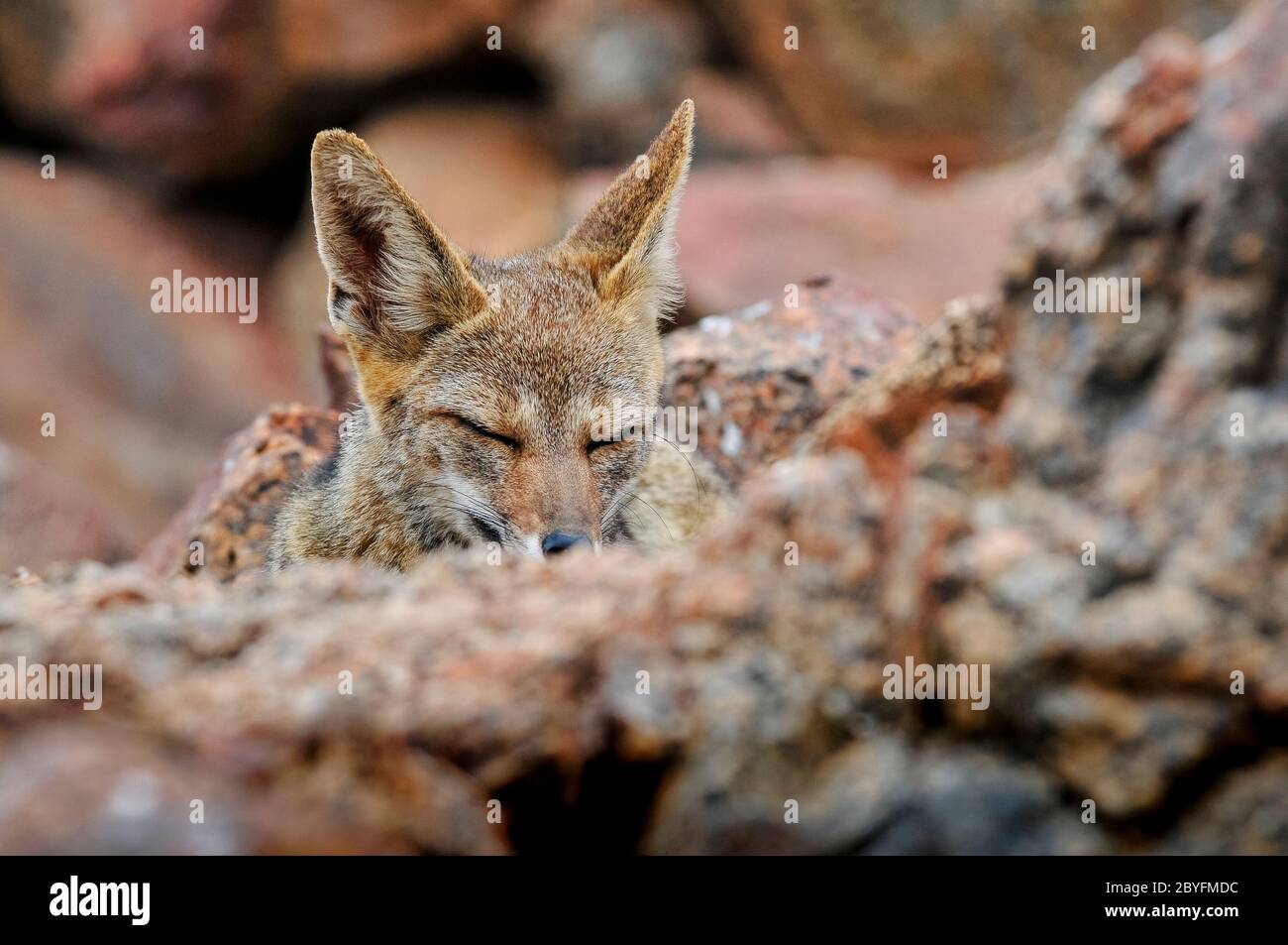 Desert fox chile hi-res stock photography and images - Alamy