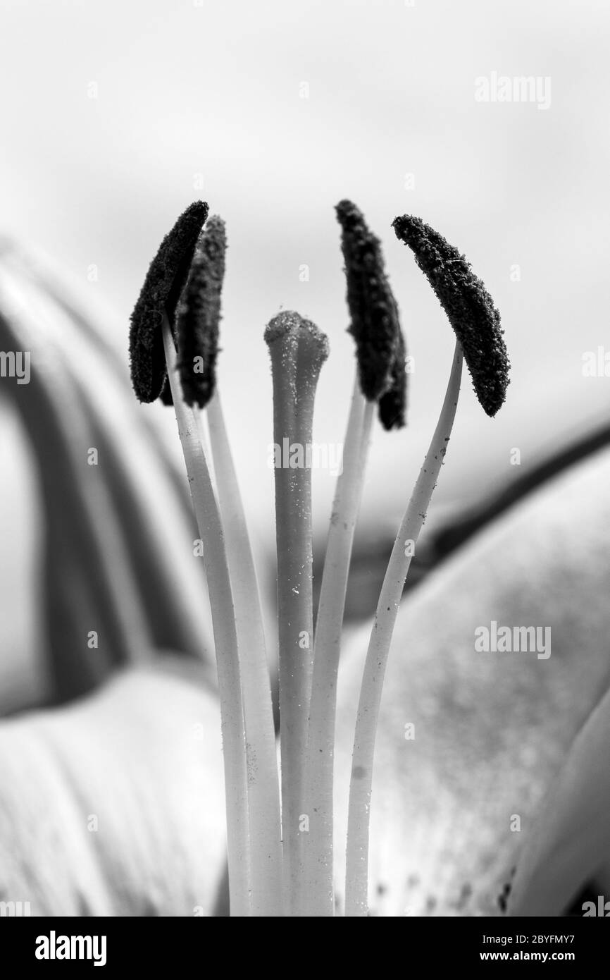 collection of pollen on a lily in a close-up, black and white Stock ...