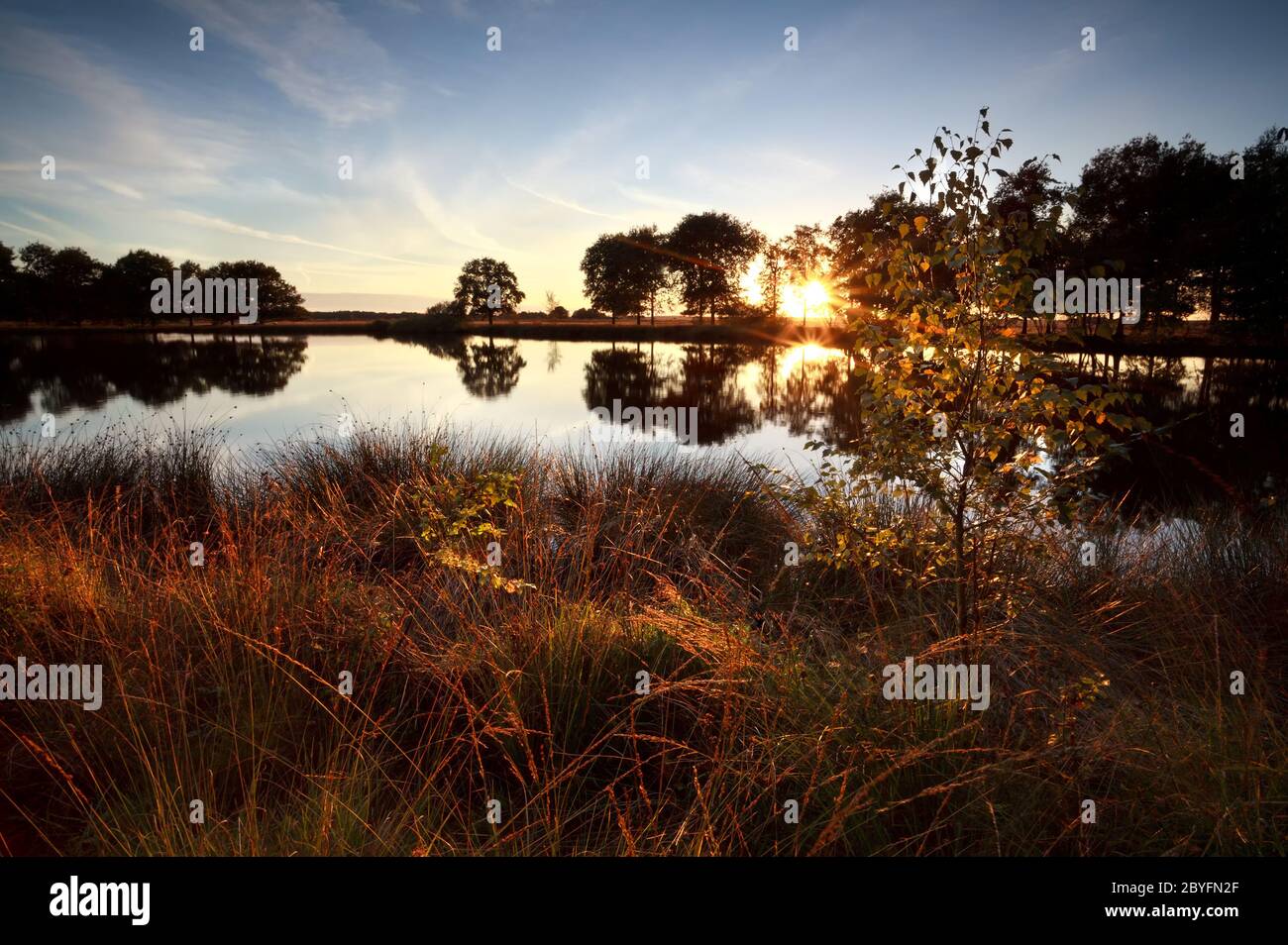 Sunbeams through trees hi-res stock photography and images - Alamy
