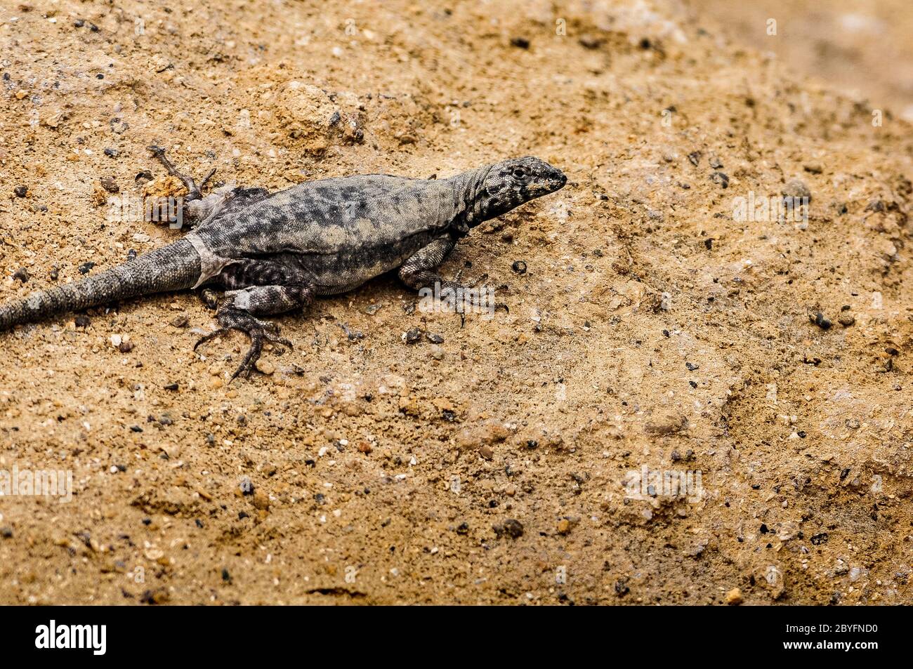 Animales del desierto de atacama hi-res stock photography and images ...