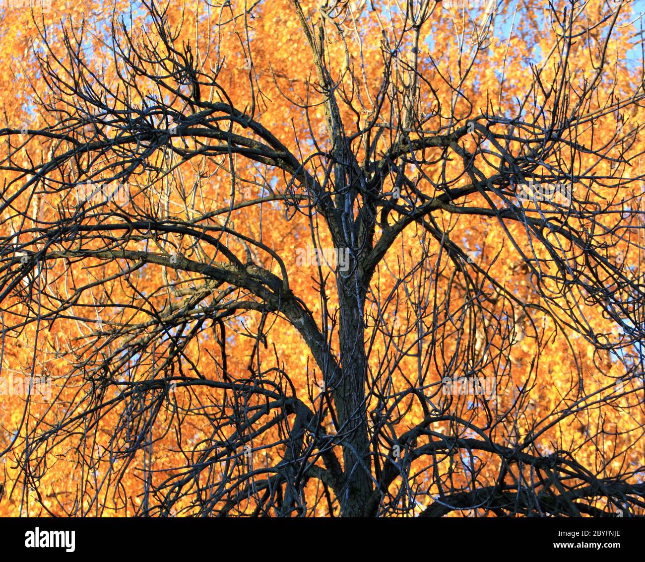 Tree on a background of yellow foliage Stock Photo - Alamy