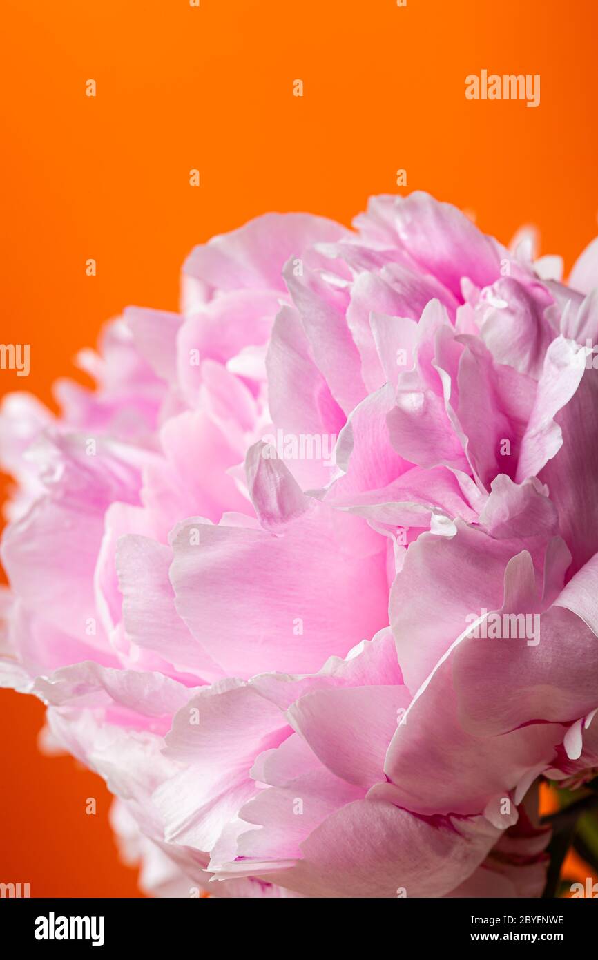 Pink peony flower bouquet in bloom close up still isolated on an orange ...