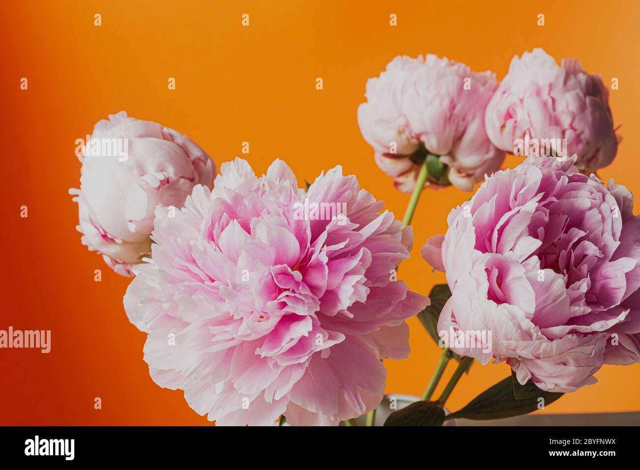 Pink peony flower bouquet in bloom close up still isolated on an orange ...