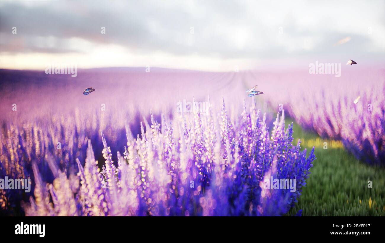 Butterflies in lavender field concept hi-res stock photography and ...