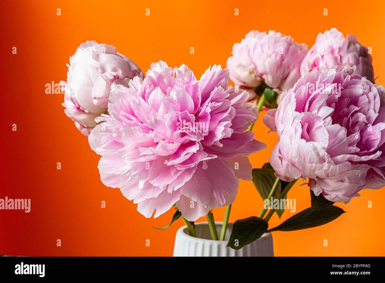 Pink peony flower bouquet in bloom close up still isolated on an orange ...