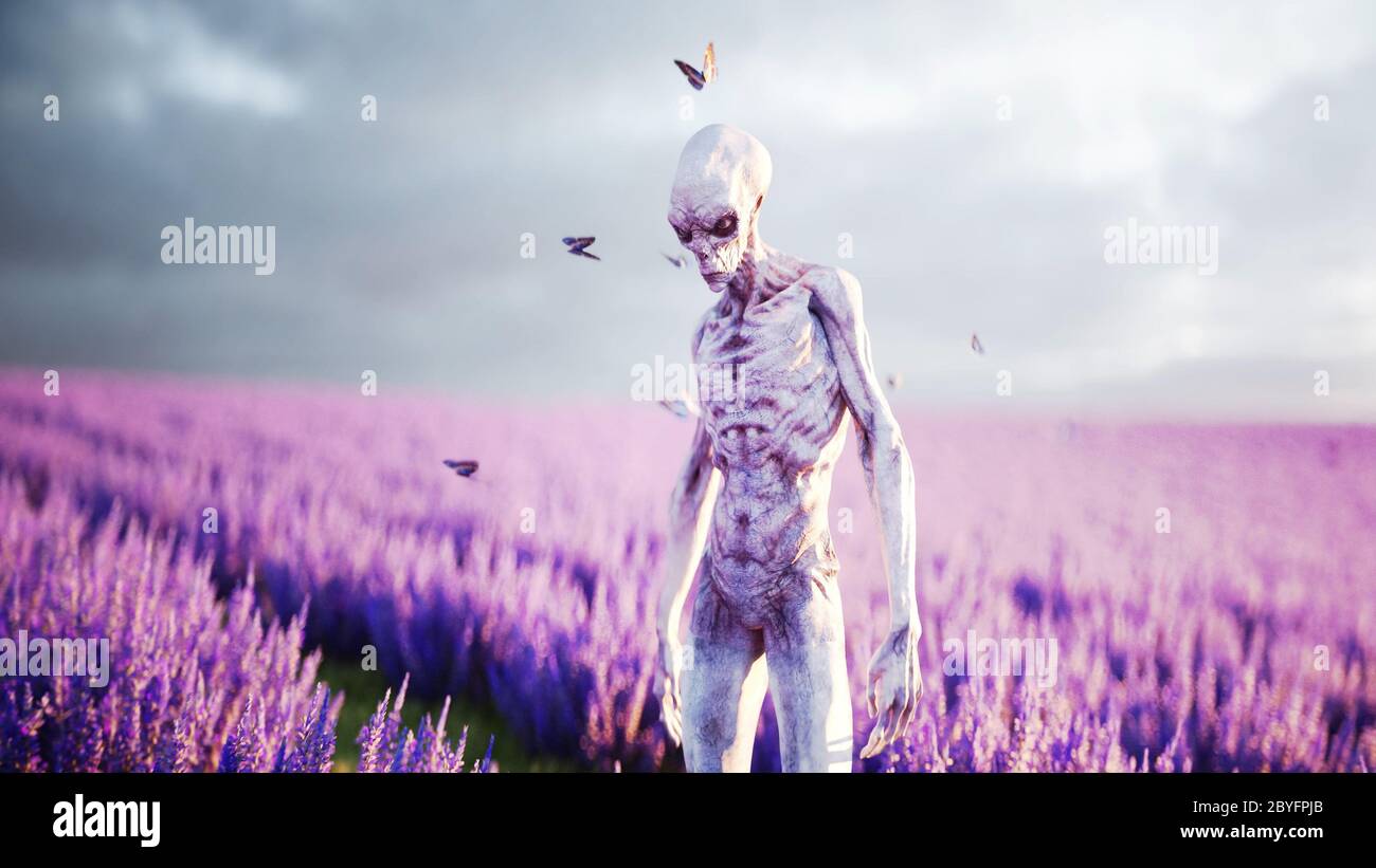 3d rendering lavender flowers hi-res stock photography and images - Alamy