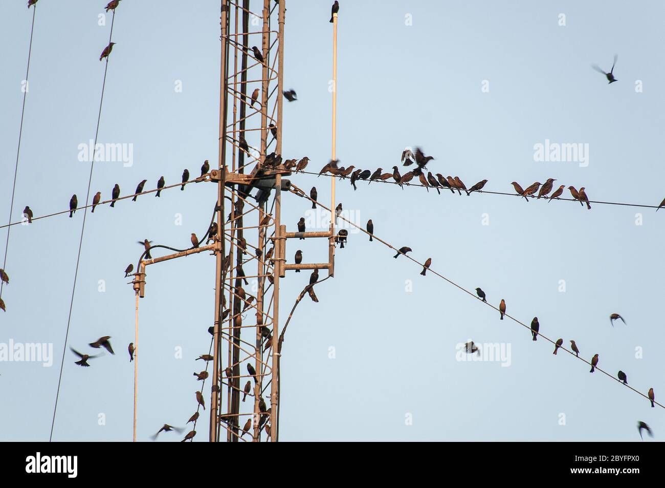Birds on Wire Stock Photo - Alamy