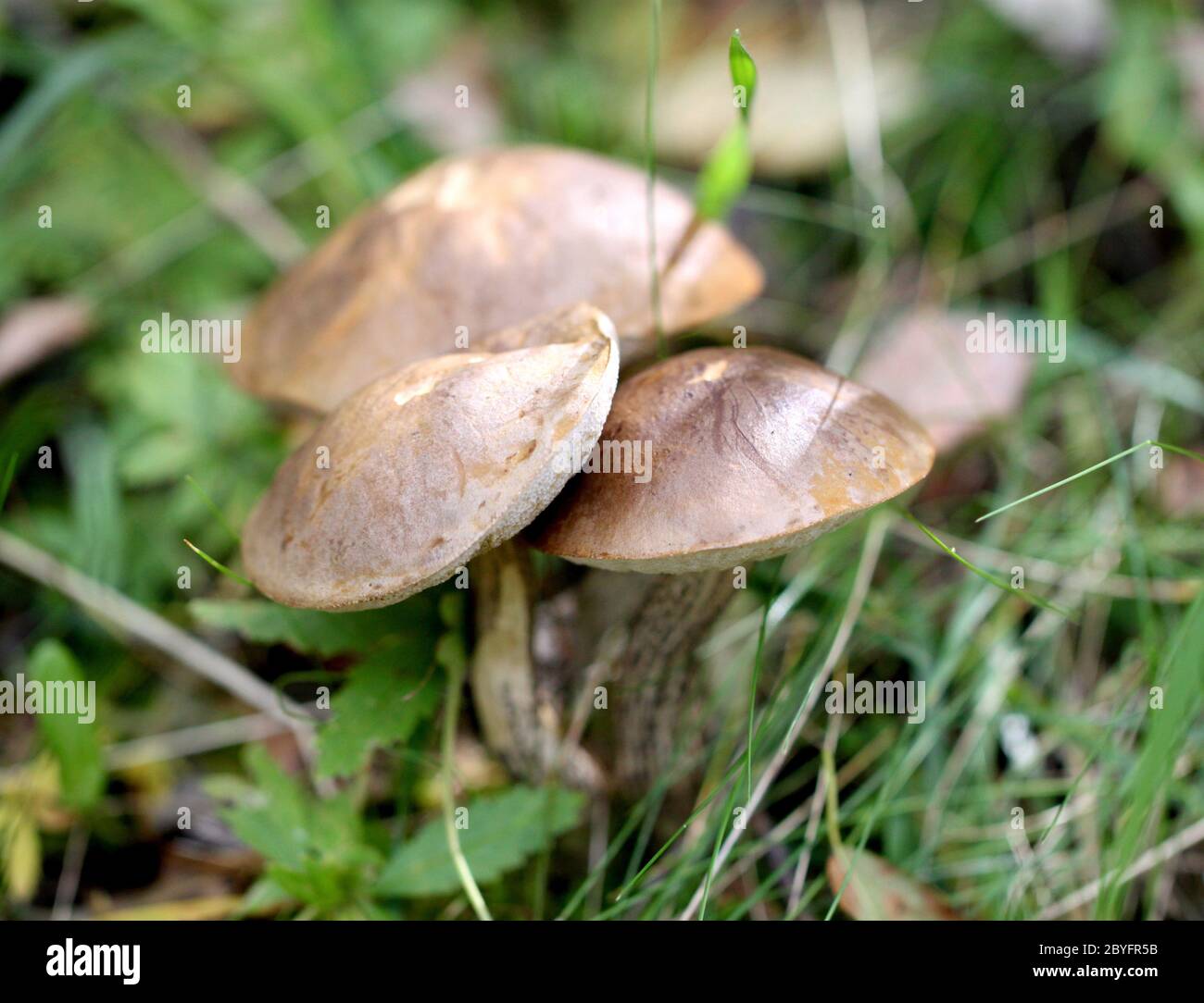 Mushroom cap hi-res stock photography and images - Alamy
