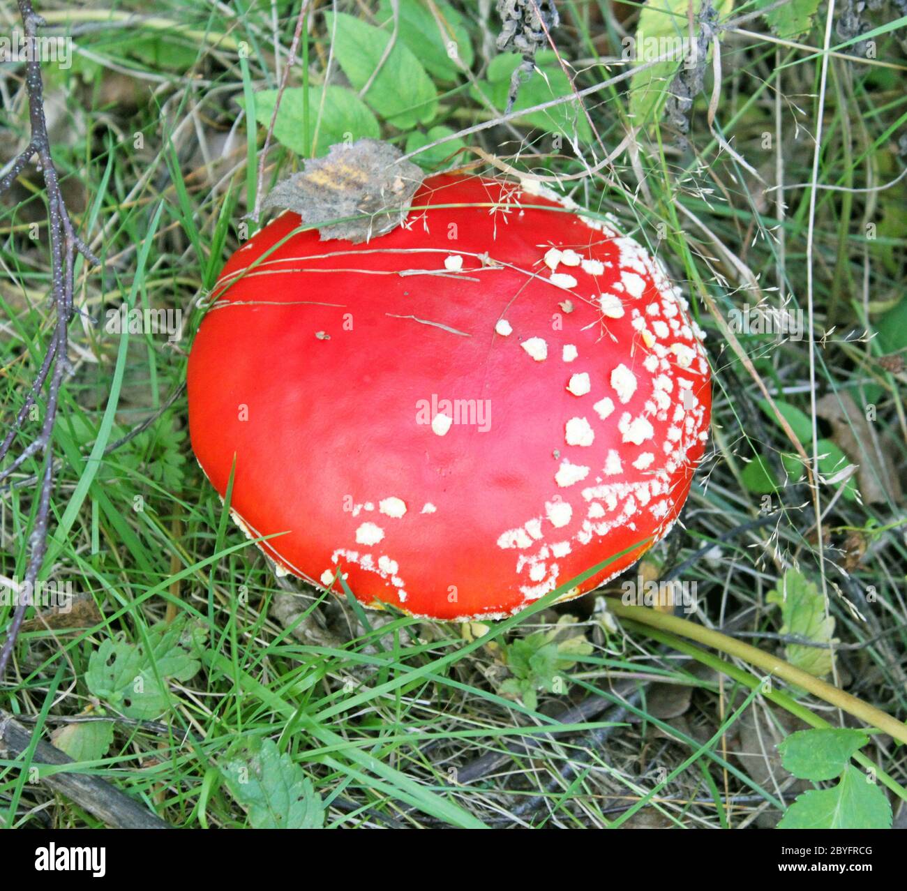 Big red fly agaric Stock Photo - Alamy