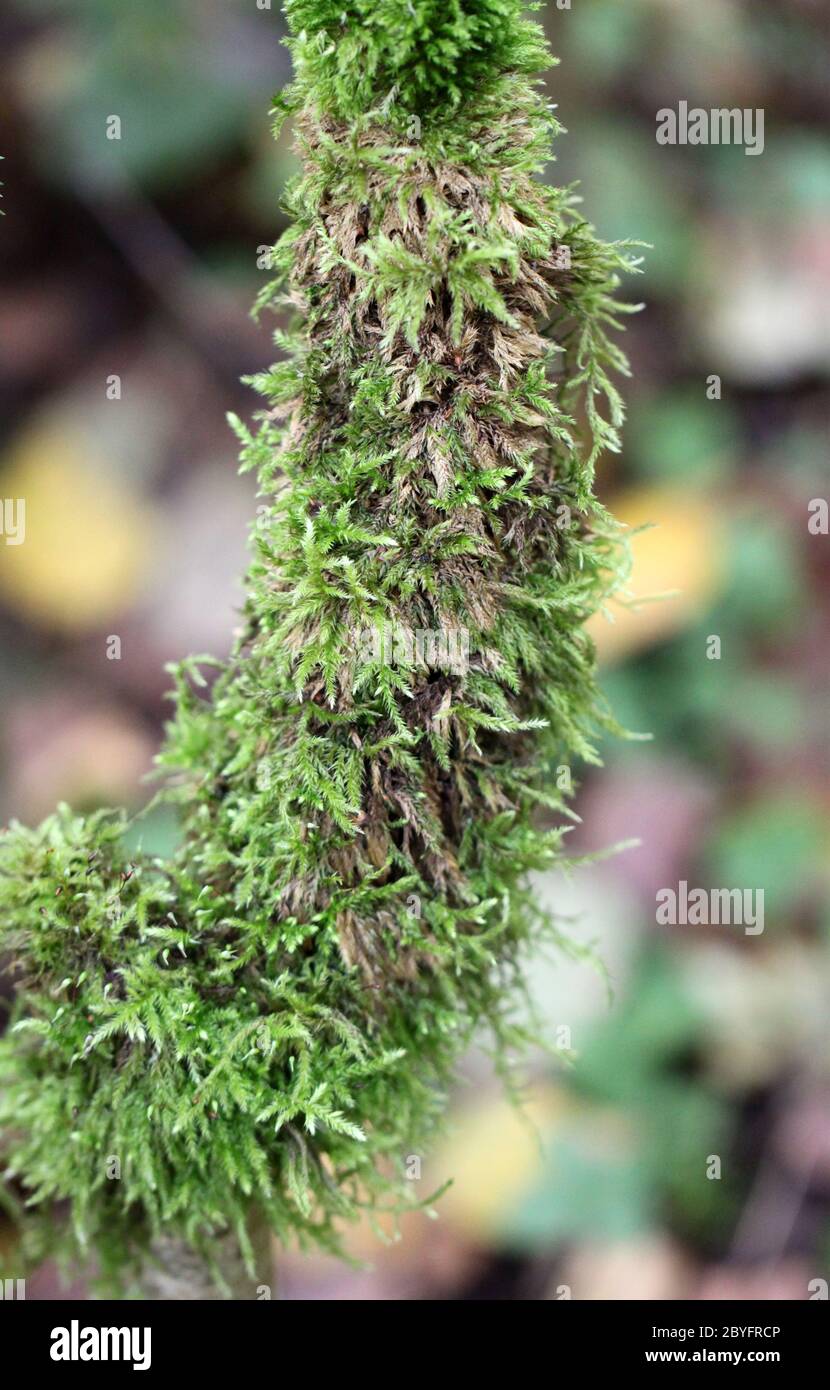 Branch green moss hi-res stock photography and images - Alamy