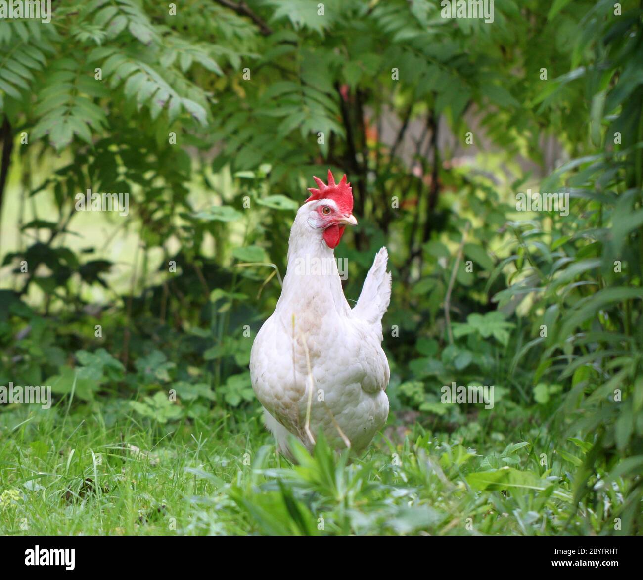 White hen field animal crest hi-res stock photography and images - Alamy