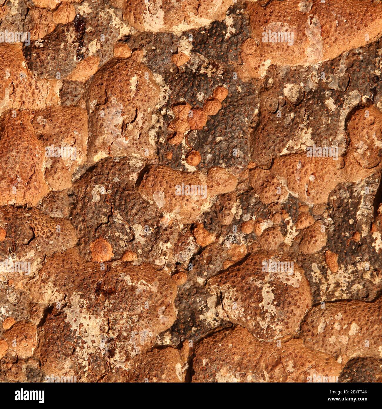 Tree trunk skin Stock Photo - Alamy