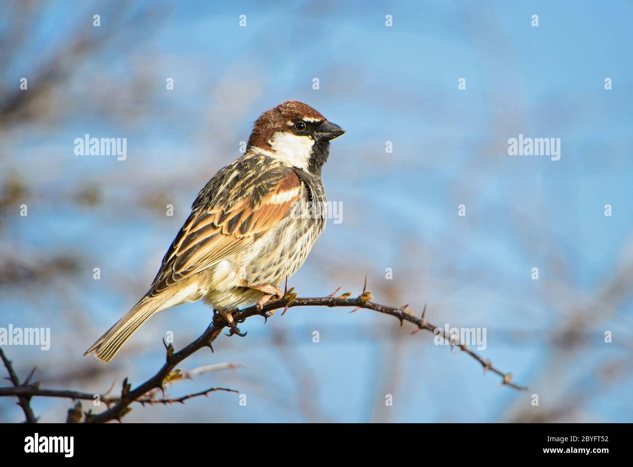 Europe bird hi-res stock photography and images - Alamy