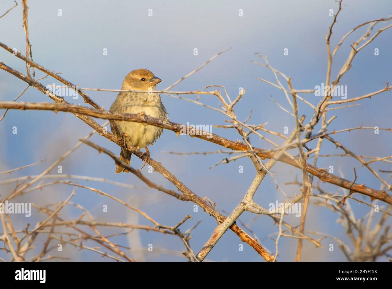 Spanish Sparrow - Passer hispaniolensis, brown small perching bird from ...