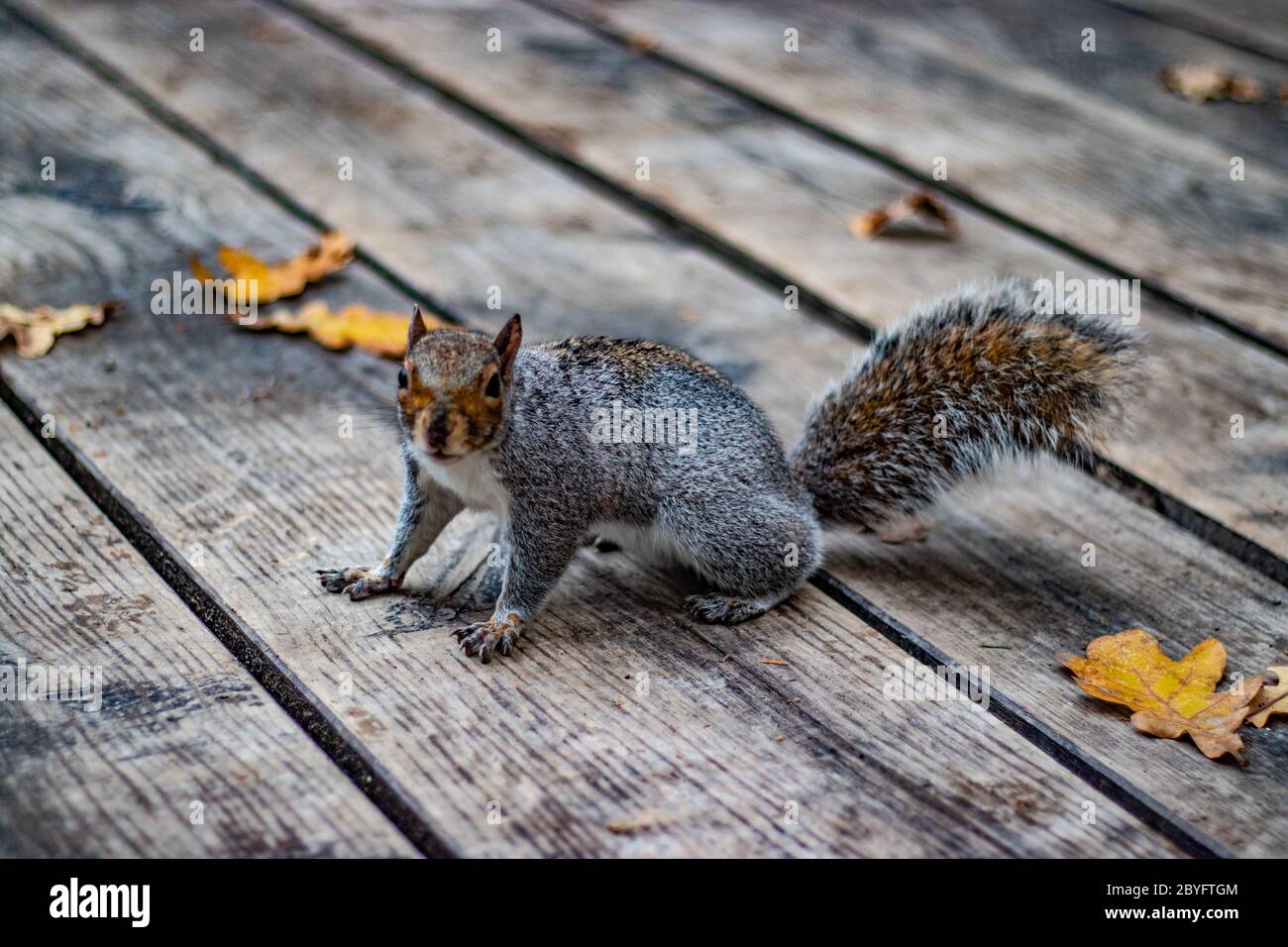A squirrel ready to run away Stock Photo - Alamy